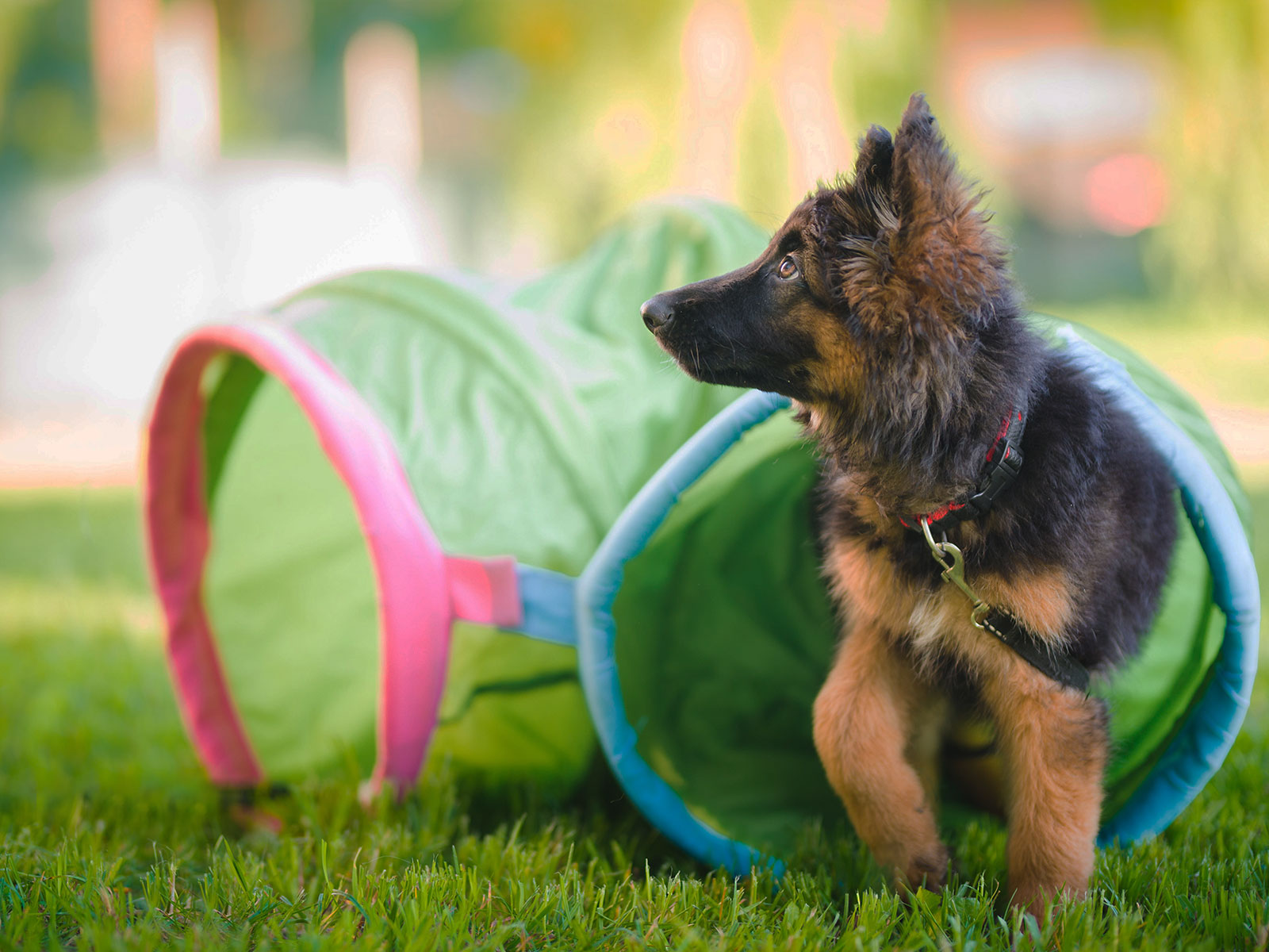 Puppycursus - DogMission